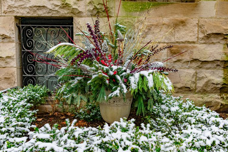 Beautifying Your Winter Garden With Winter Plants