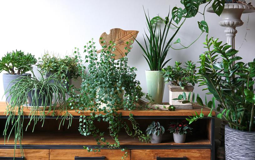Common House Plants: Essential Tips For Indoor Gardening