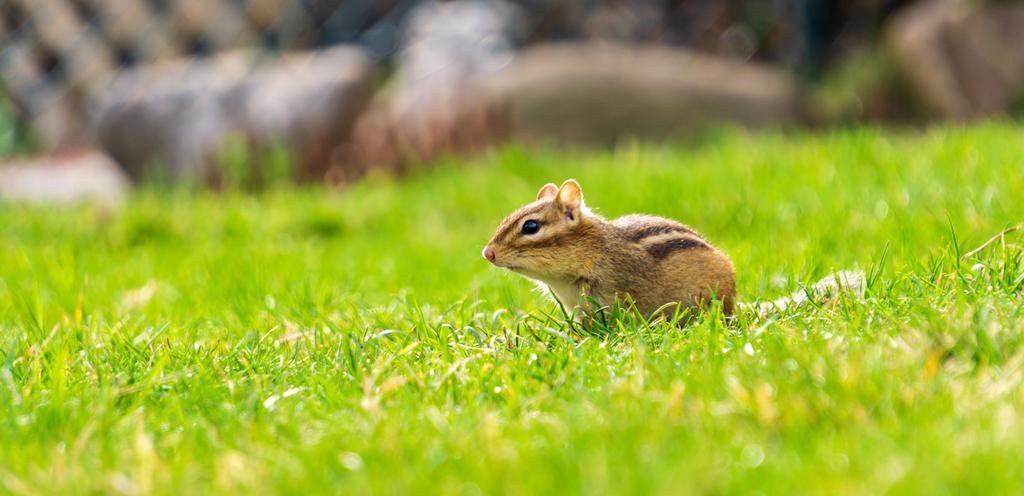 How To Get Rid Of Chipmunks In Your Yard