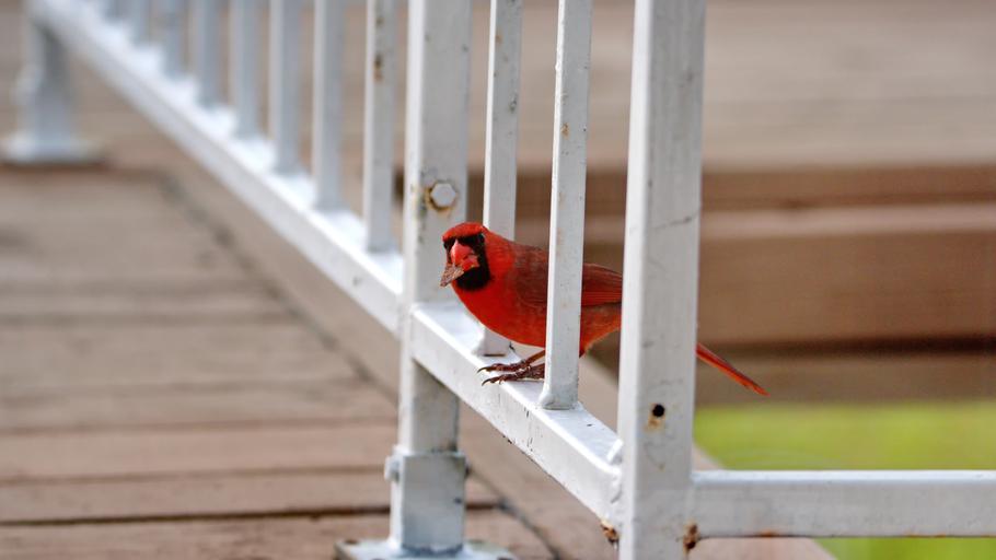 How To Keep Birds Away From Your Front Porch