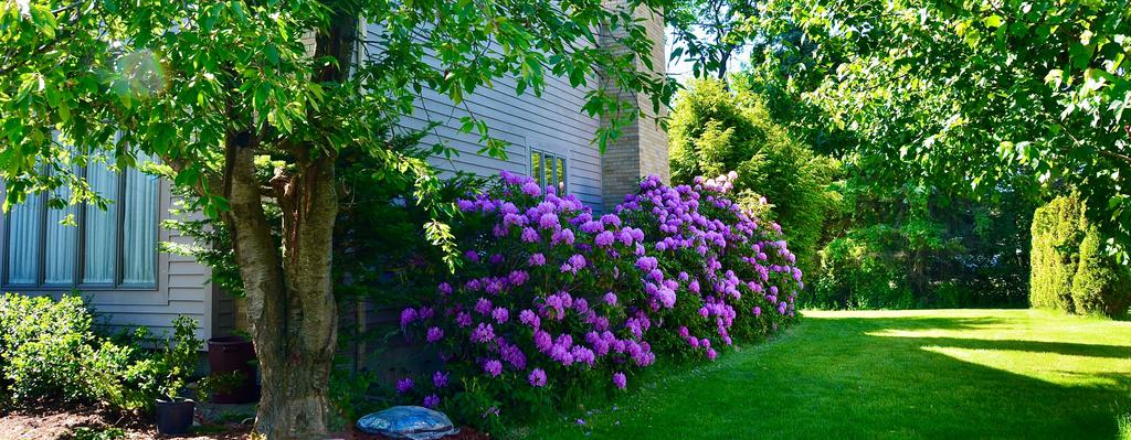 The Benefits Of Installing Trees And Shrubs In Your Home